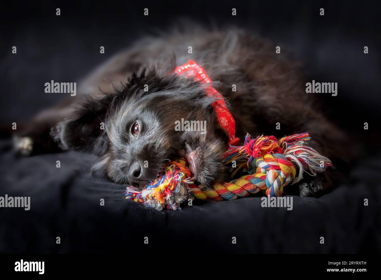 Puppy chewing toy hi-res stock photography and images - Alamy