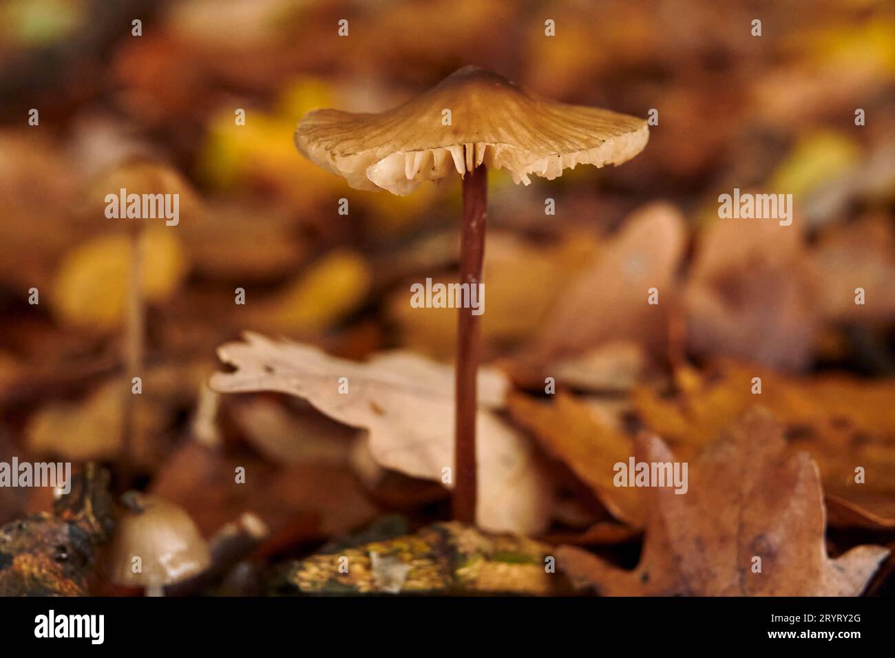 Vibrant rock mosaic hi-res stock photography and images - Alamy
