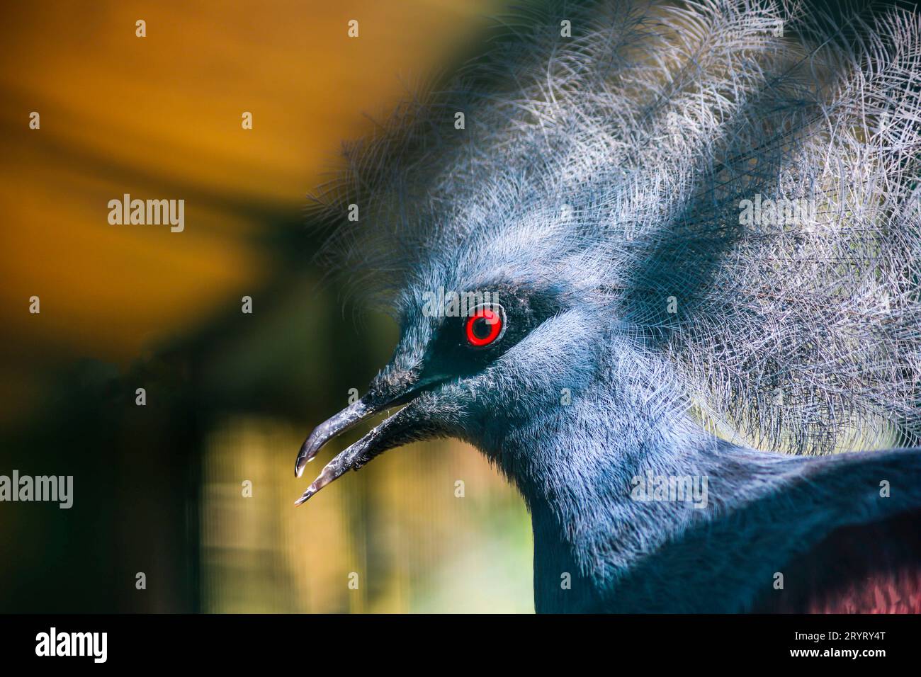 The Victoria crowned pigeon is the largest species of pigeon. It also ...