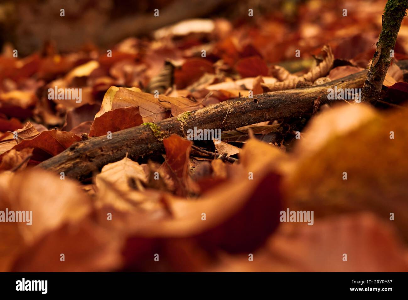 A cluster of fallen leaves scattered around a tall tree trunk, creating ...