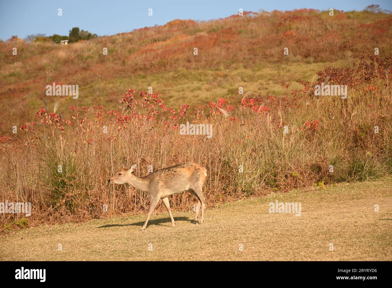 A white-tailed deer stands in a lush green field surrounded by a ...