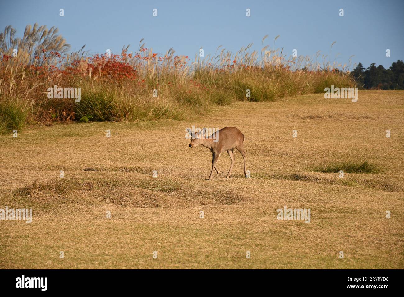 A white-tailed deer stands in a lush green field surrounded by a ...
