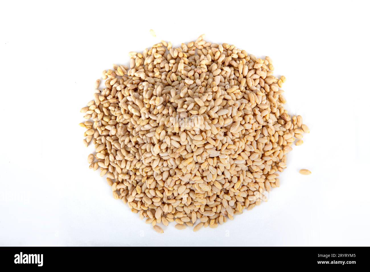 Organic pine nuts, bulk and fresh shelled pine nuts individually ...