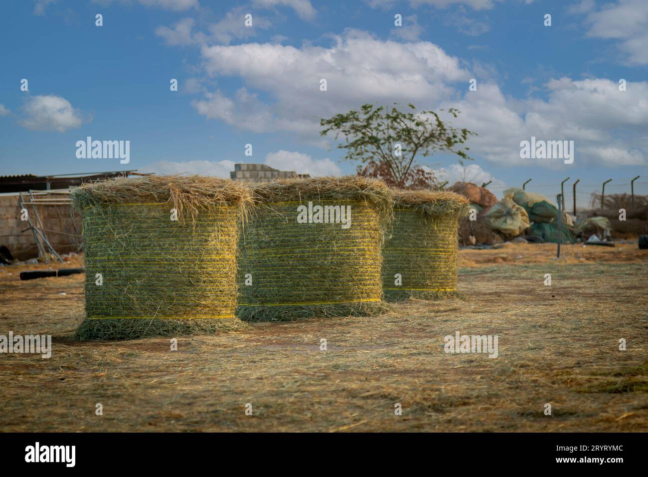 Hay bale and straw in the field. English Rural landscape. Wheat yellow ...