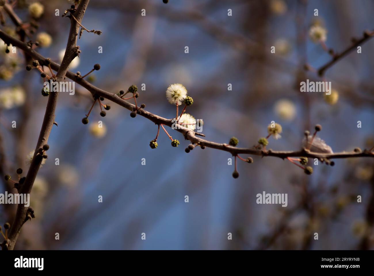 Cultivated green orchard in flowering hi-res stock photography and ...