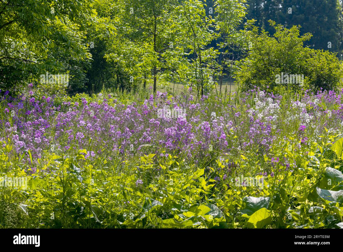Dame's rocket (Hesperis matronalis Stock Photo - Alamy