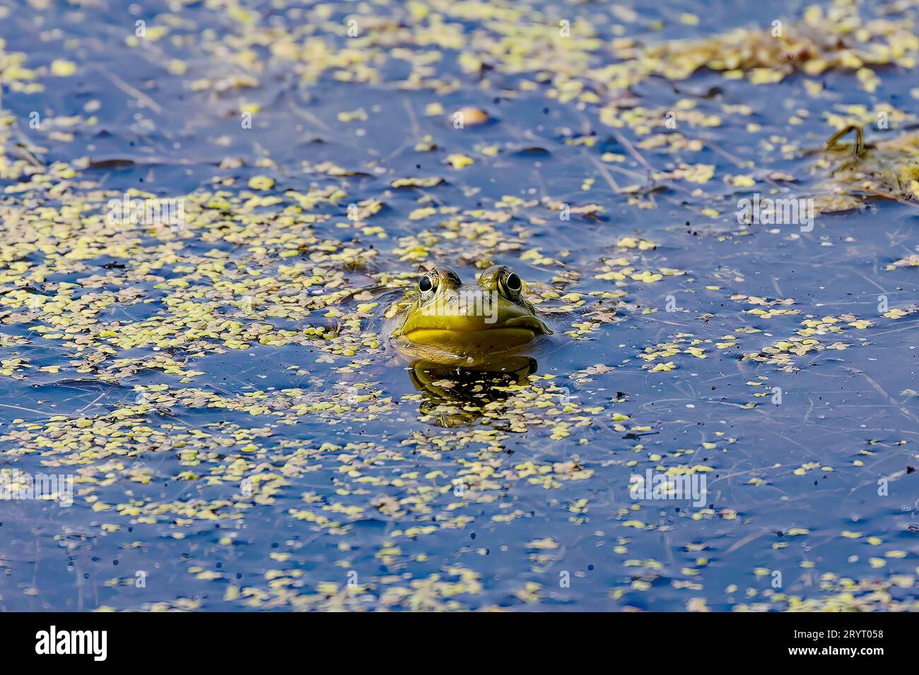 Lithobates sylvaticus hi-res stock photography and images - Alamy