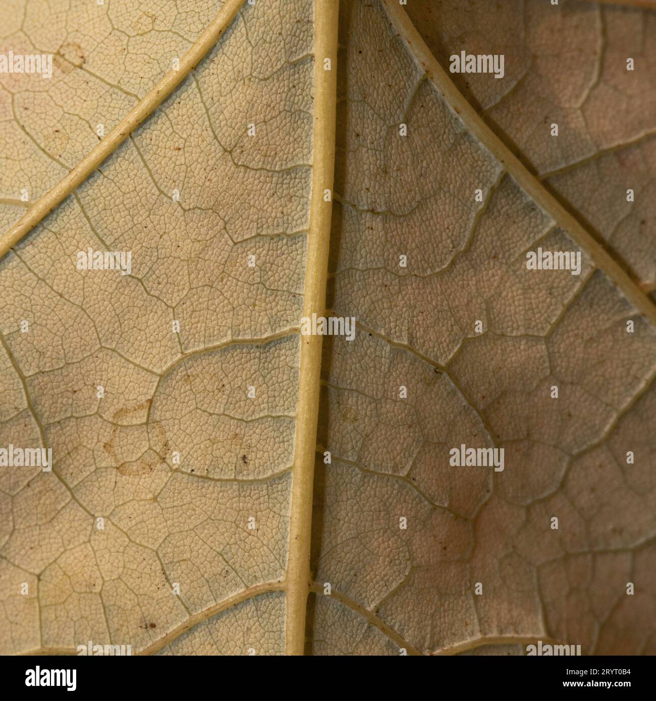 Underside surface hi-res stock photography and images - Alamy