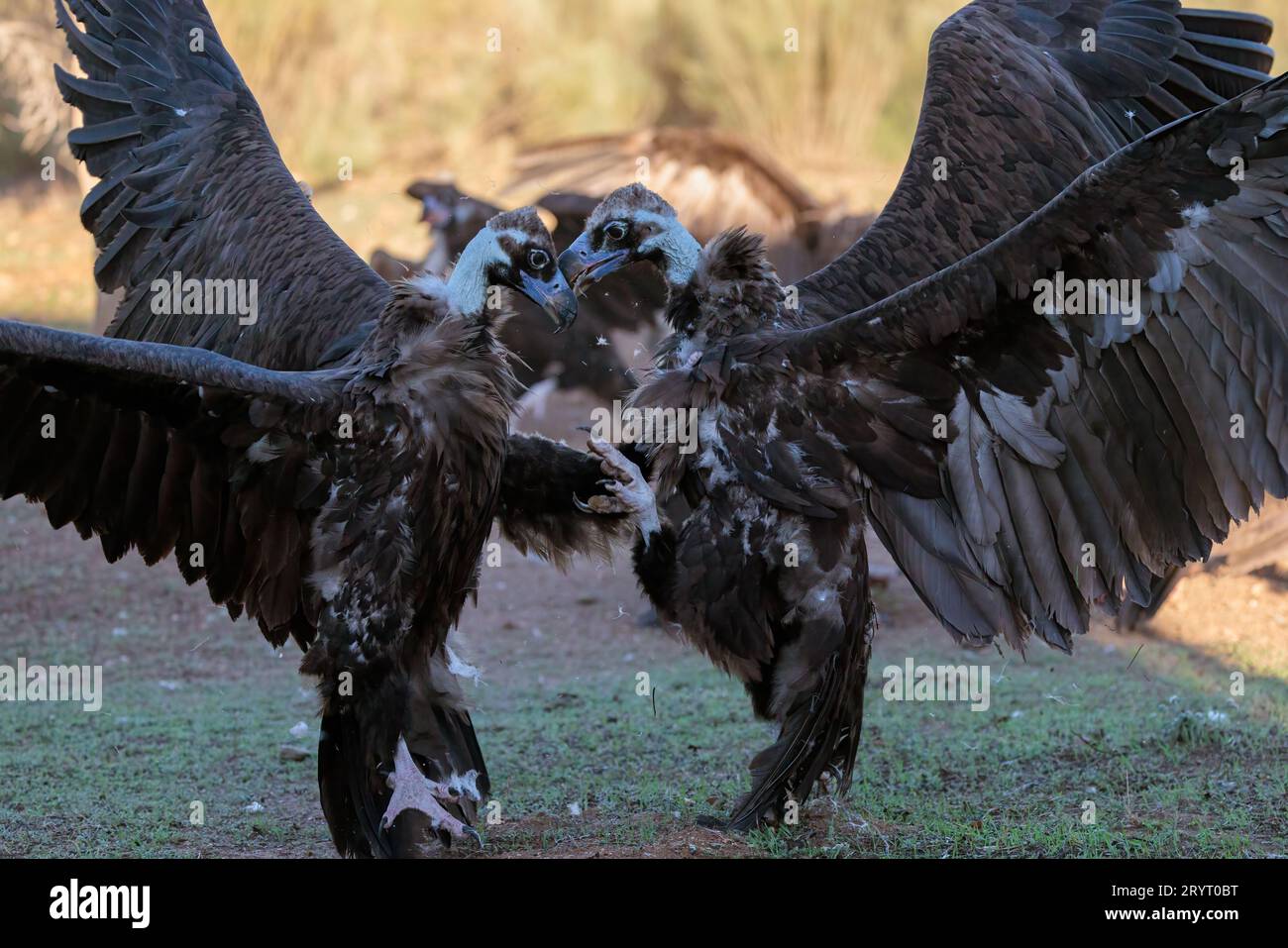 The two Black Vultures in a territorial battle, facing each other with ...