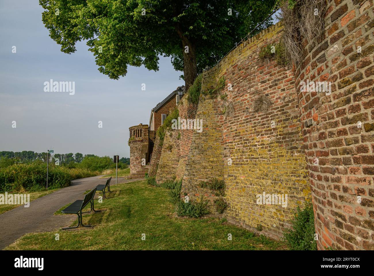 Rees at the rhine river Stock Photo - Alamy