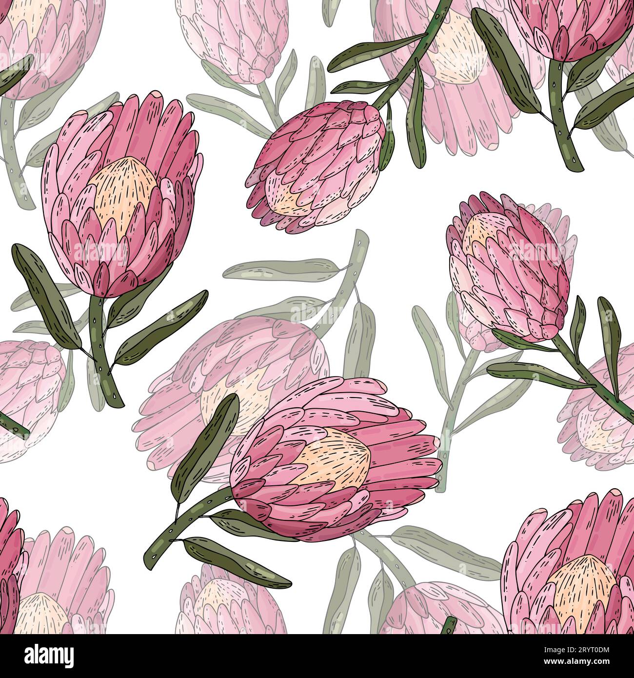Hand drawn vector seamless pattern of king protea Stock Vector Image ...
