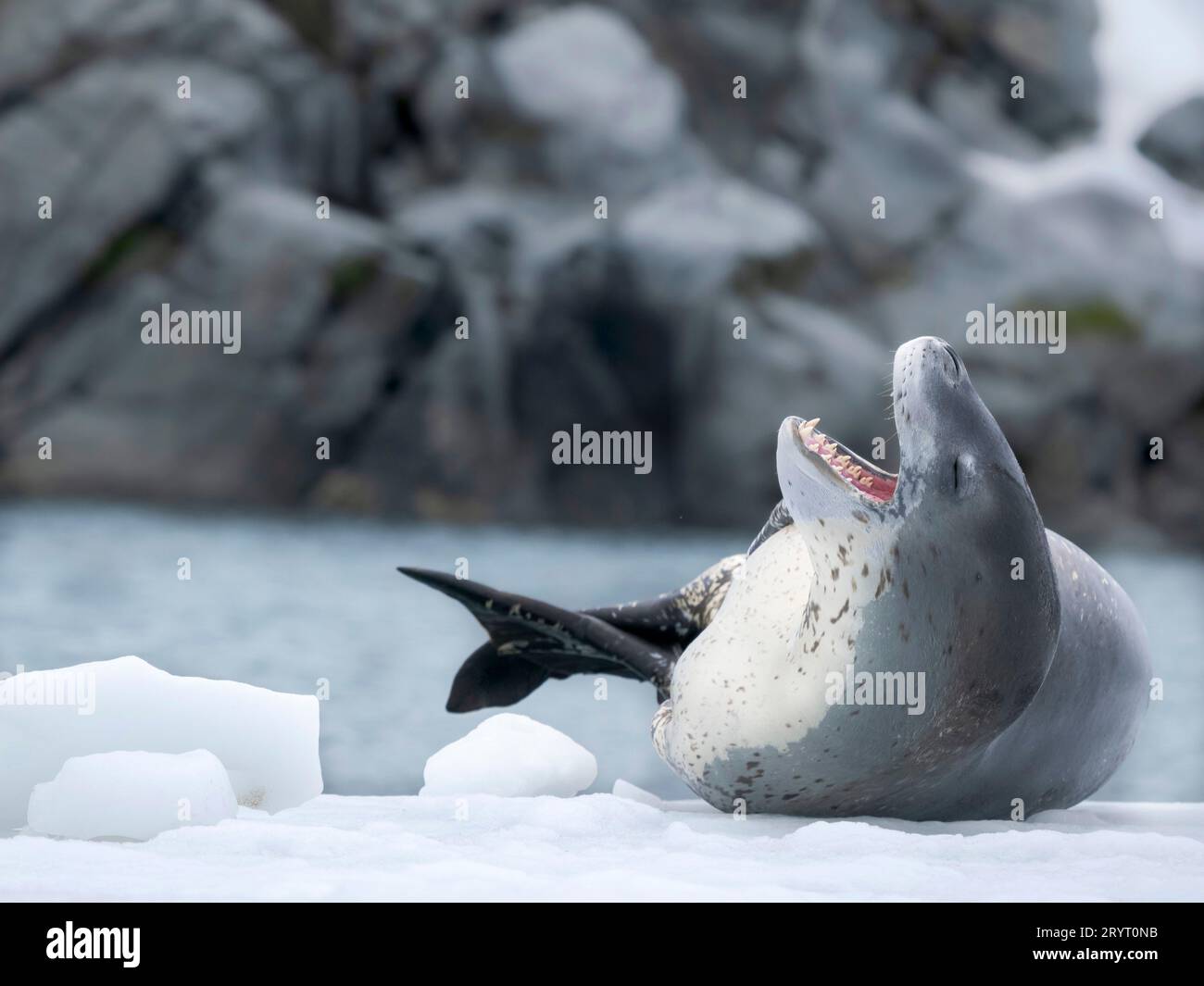 Leopard Seal (Hydrurga leptonyx) on ice floe in Port Lockroy at Wiencke ...