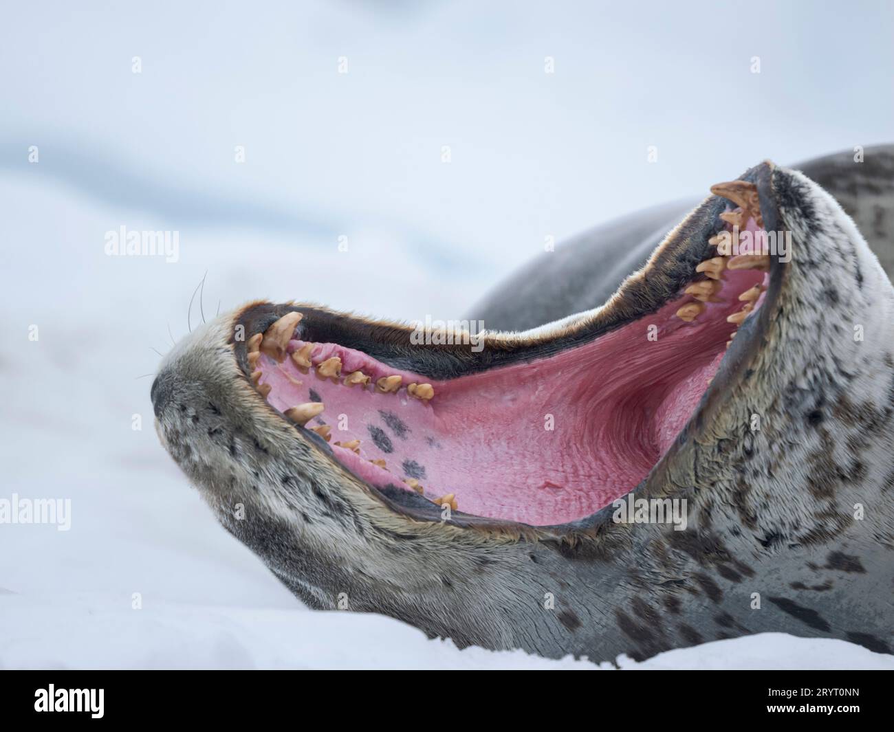 Very old animal, with very outworn teeth. Leopard Seal (Hydrurga leptonyx) on ice floe in ...