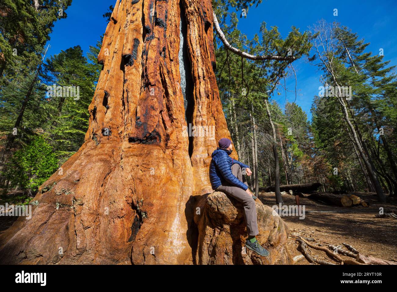 Giant sequoias of california hi-res stock photography and images - Alamy