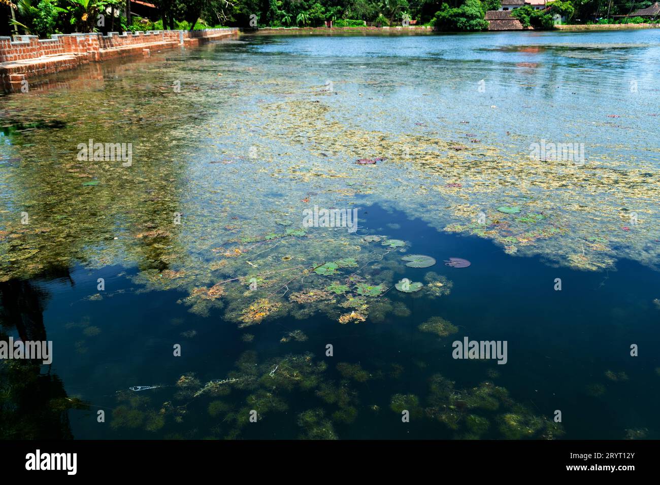 Huge temple pond from Kannur, Kerala Stock Photo - Alamy