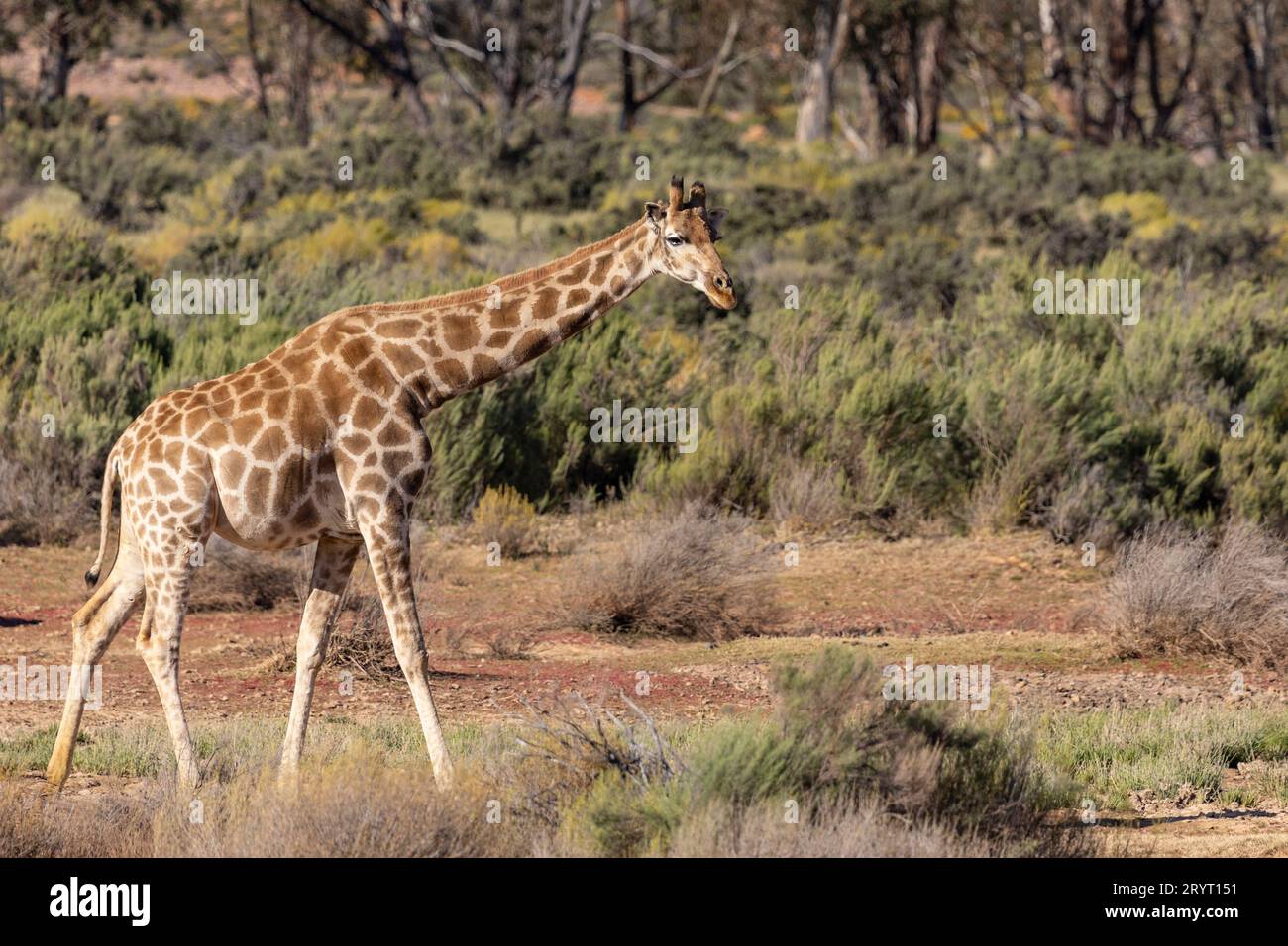 An African giraffe stands on a rolling grassy plain, surrounded by ...