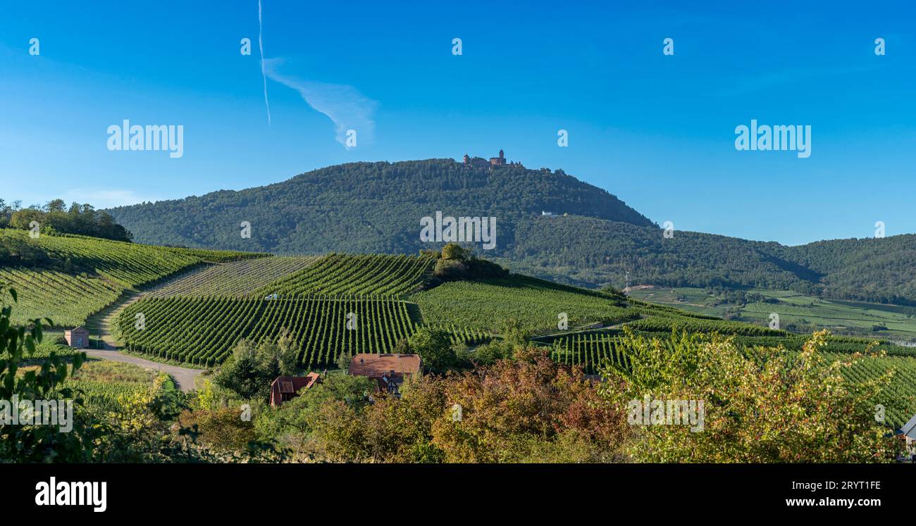 Alsatian Vineyard. Panoramic view of vineyard fields near Dambach-La ...