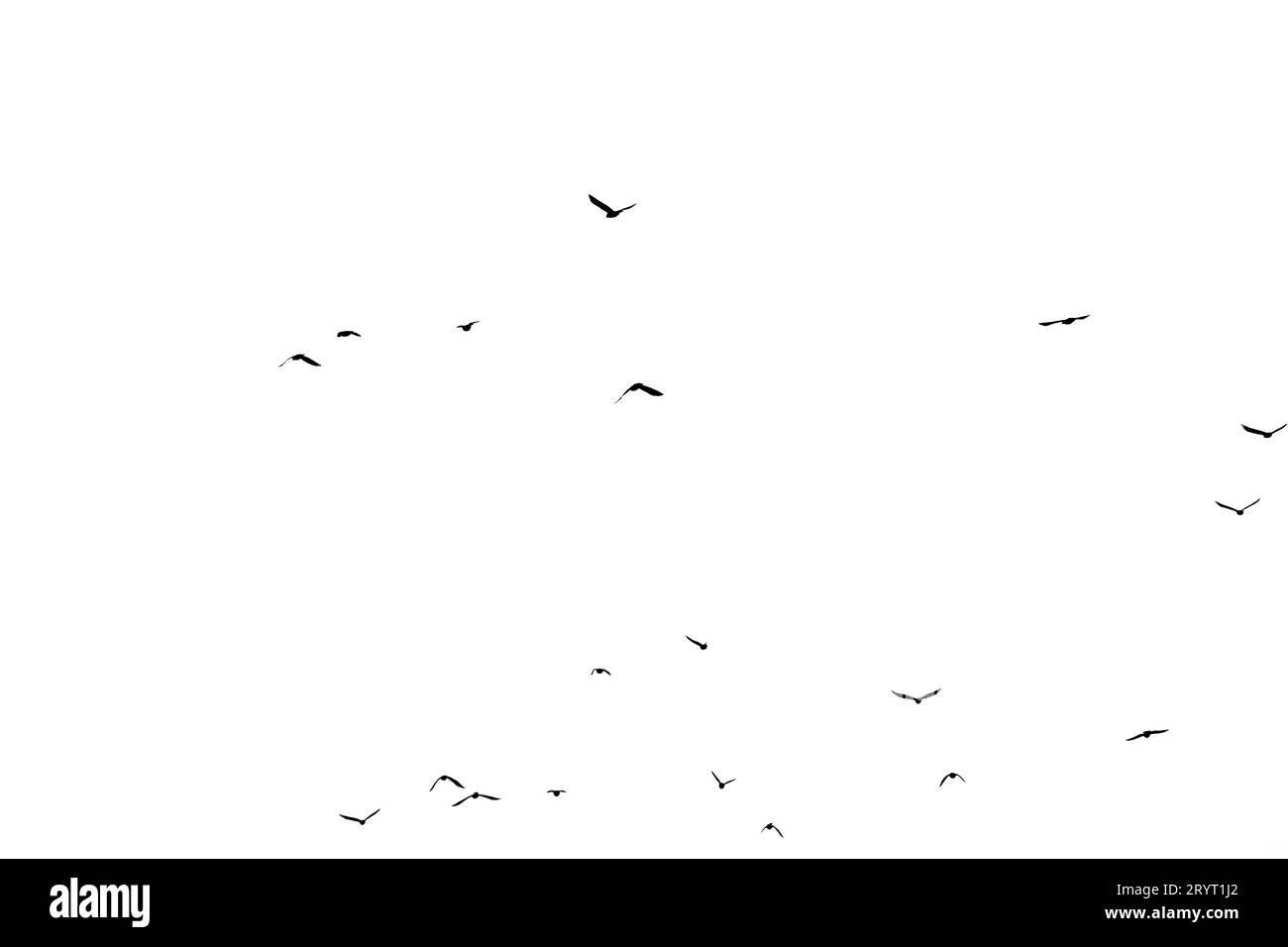 Crowd with birds Black and White Stock Photos & Images - Alamy
