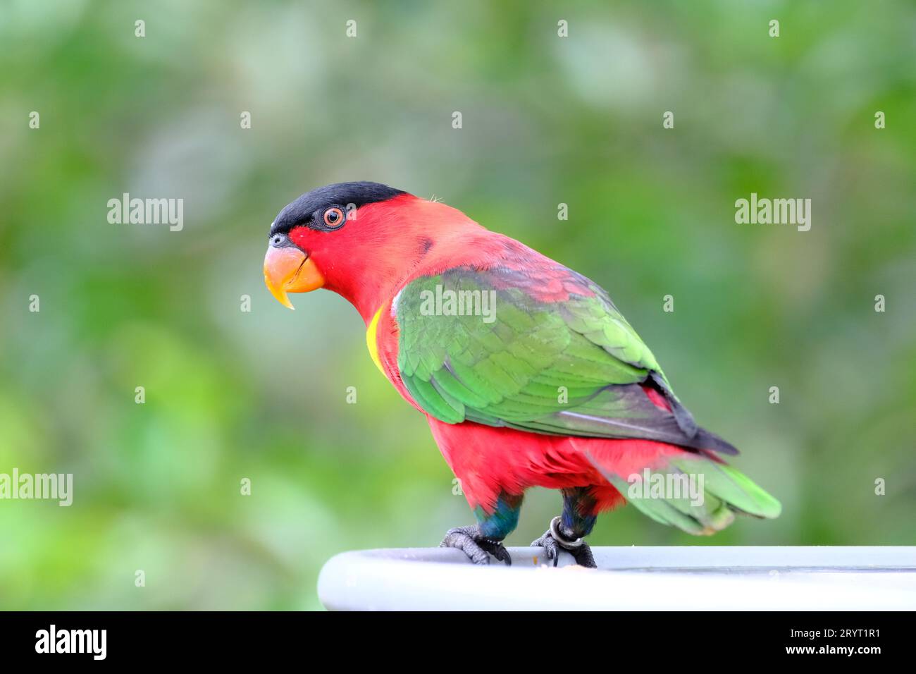 A purple-bellied lory perched atop a circular object in an outdoor ...