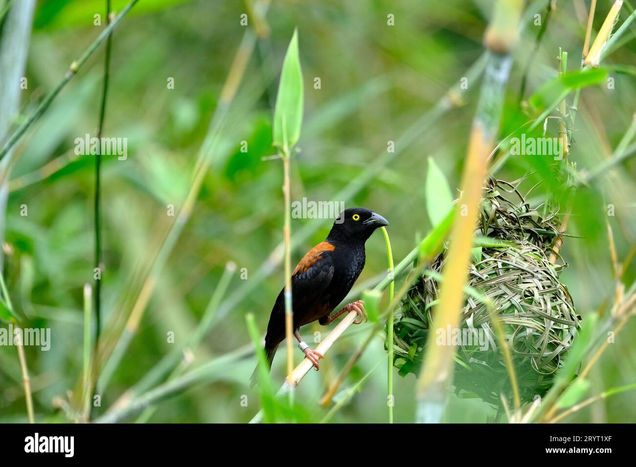 A weaver perched atop a lush green plant in a sun-dappled meadow Stock ...