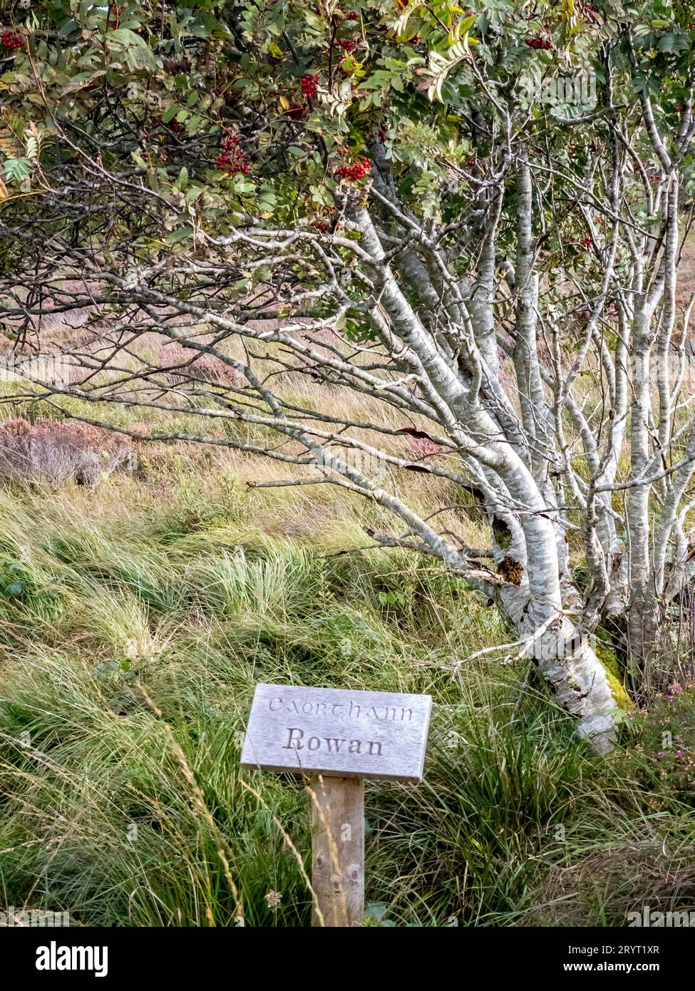 Rowan tree and sign explaining it irish and english including ...