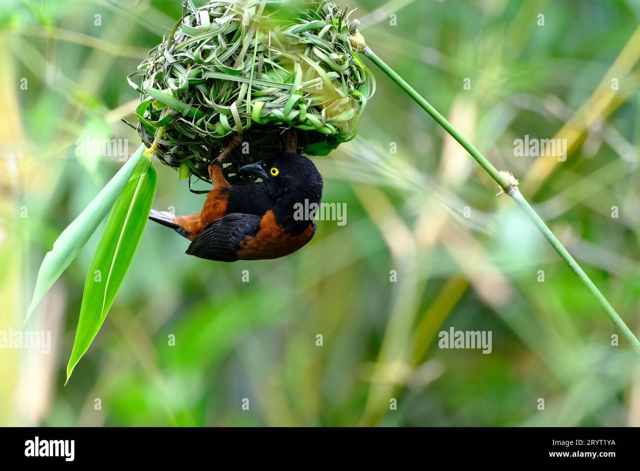 A small brown bird perched atop a branch of a tree, nibbling on a green ...