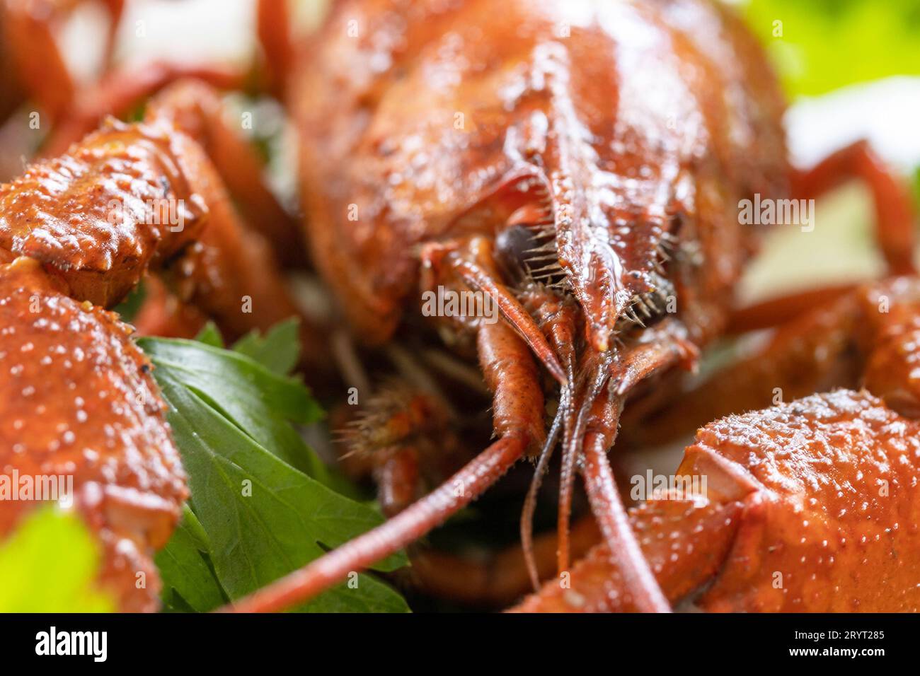 Boiled Crawfish close up and parsley leaves. Appetizer protein Stock ...