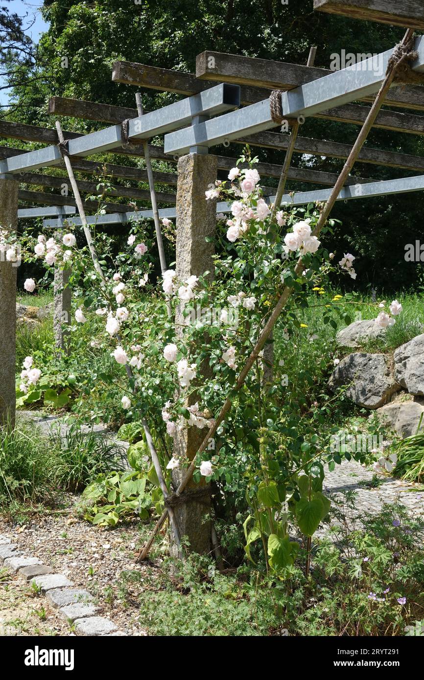 Rosa New Dawn, climber rose, pergola, espalier Stock Photo - Alamy