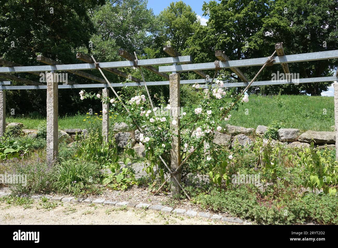 Rosa New Dawn, climber rose, pergola, espalier Stock Photo - Alamy