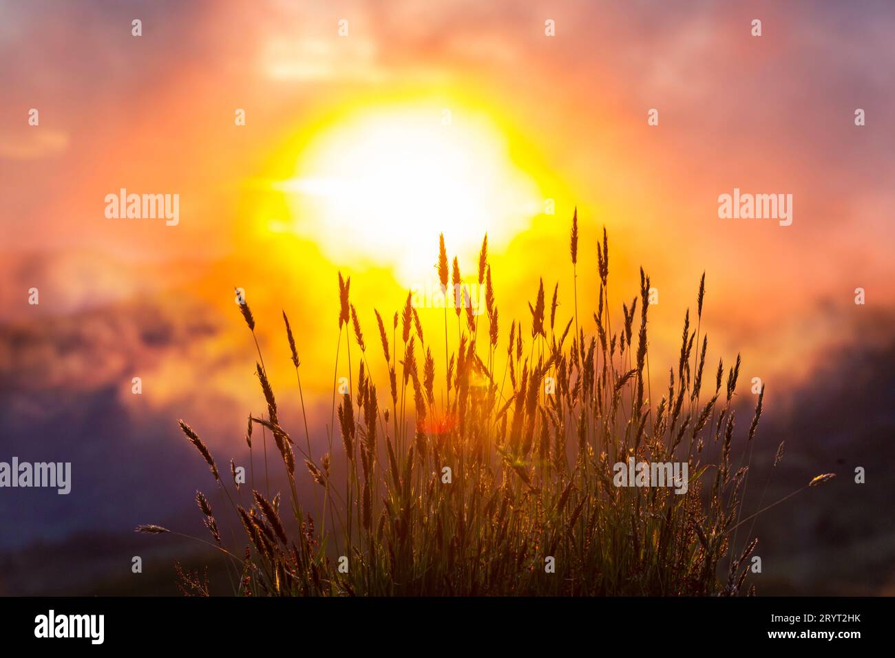 Grass on sunset Stock Photo - Alamy