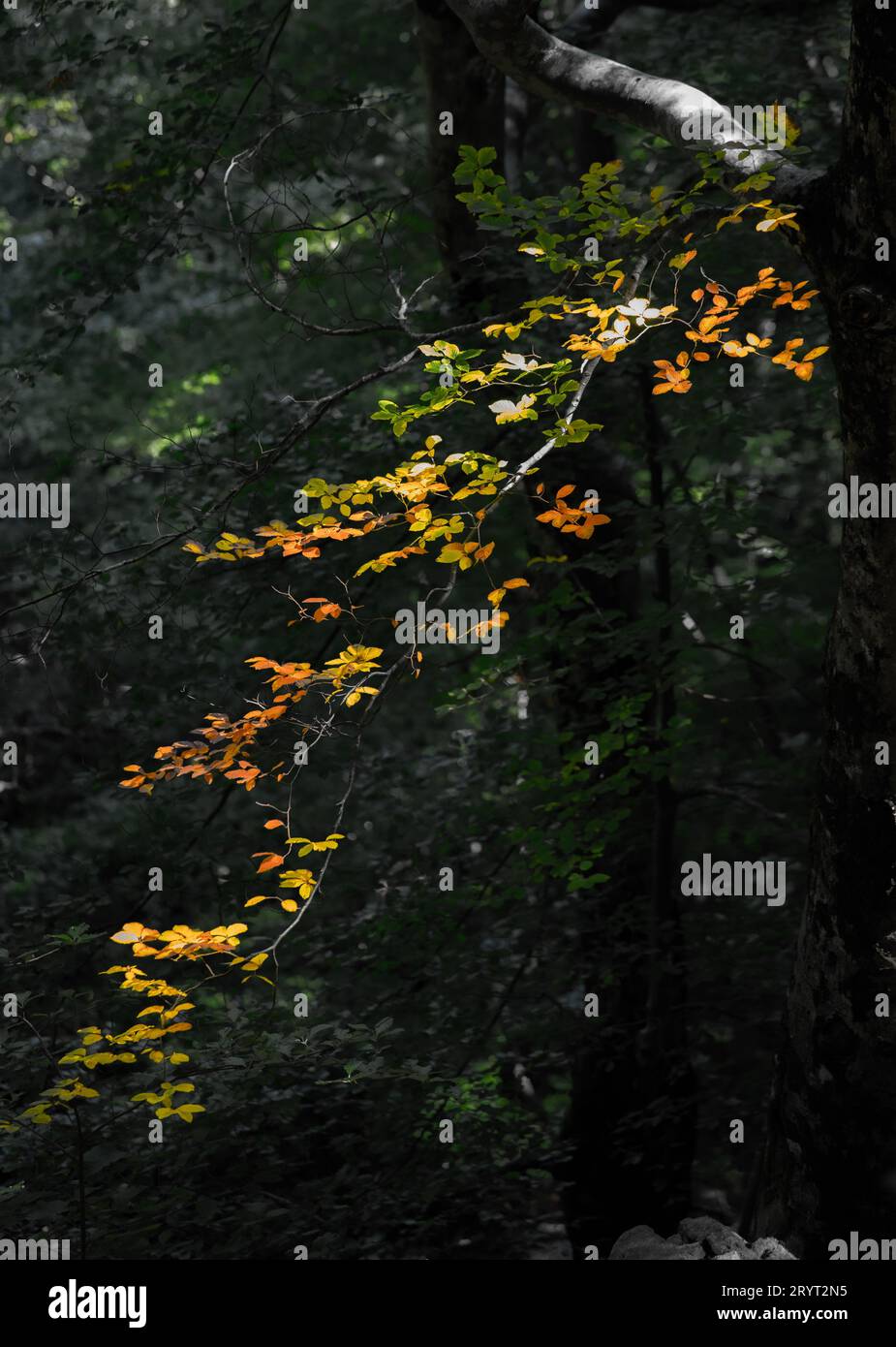 A close-up image of a tree branch with leaves transitioning to a golden ...