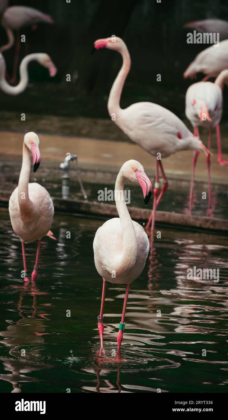 A vertical closeup of a flock of pink flamingos in Tama zoo, Japan ...