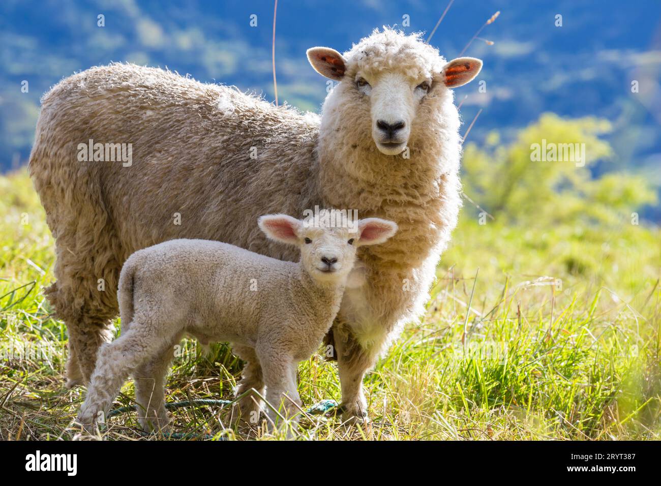 Field sheep country landscape hi-res stock photography and images - Alamy