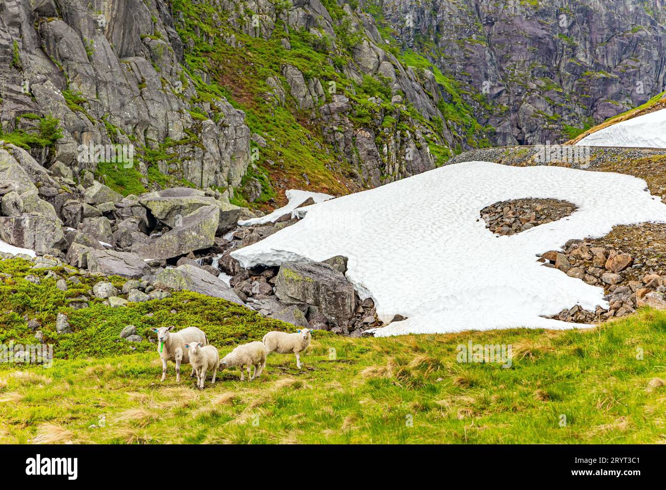 Trip of sheep hi-res stock photography and images - Alamy