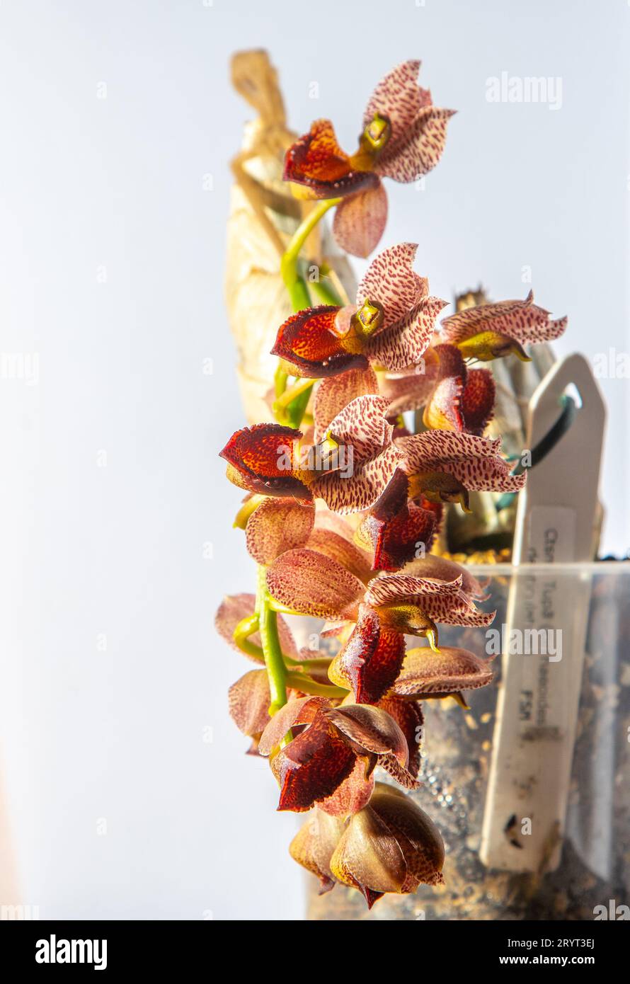 Beautiful orchid flower. Catasetum tupa variety. Branch peduncle with ...