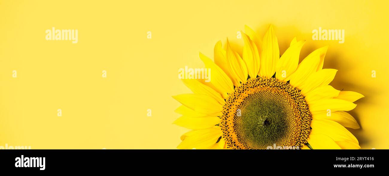Beautiful sunflower on yellow background. Long banner format Stock ...