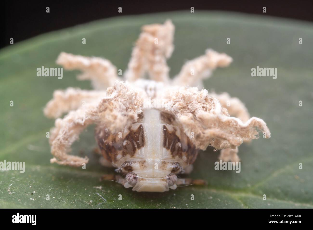 Broad winged wax cicada nymph in the wild state Stock Photo - Alamy