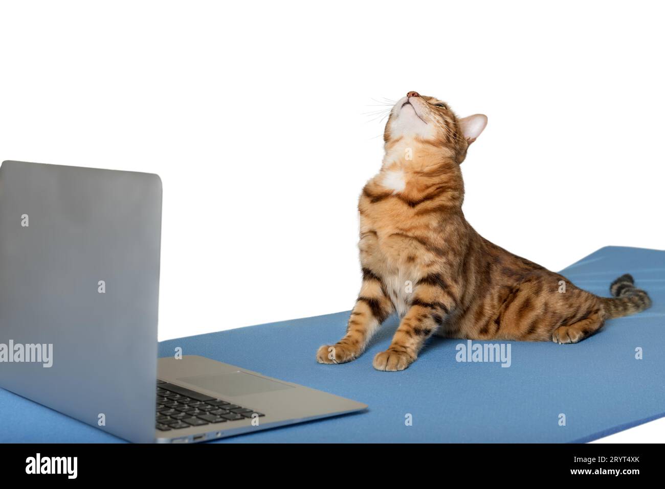 Yoga cat pose hi-res stock photography and images - Alamy