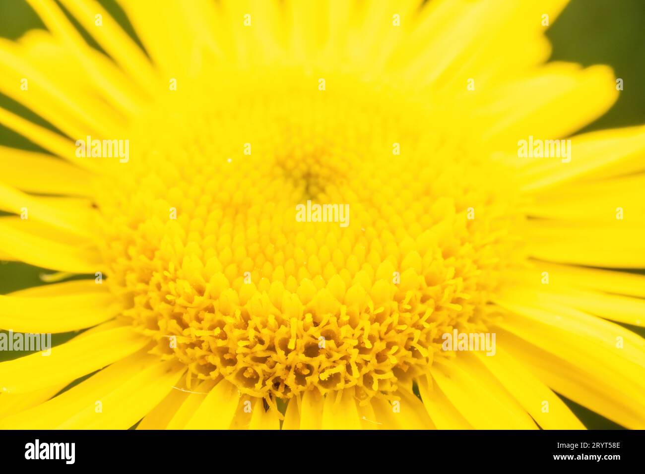 Inula japonica hi-res stock photography and images - Alamy