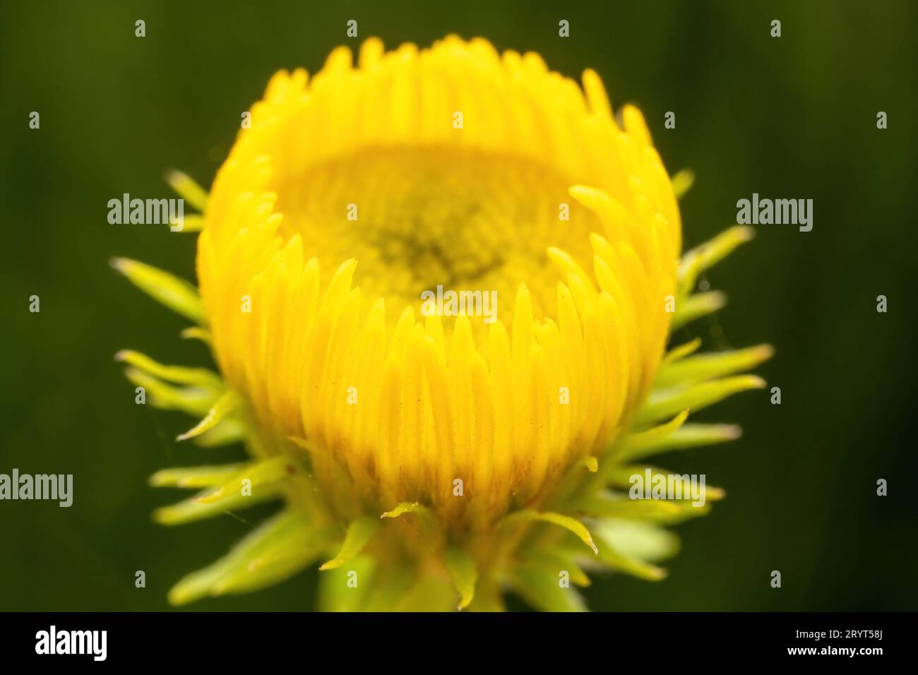 Inula japonica hi-res stock photography and images - Alamy