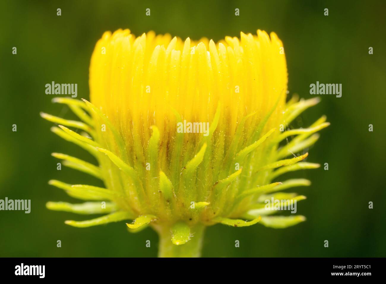 Inula japonica thunb hi-res stock photography and images - Alamy