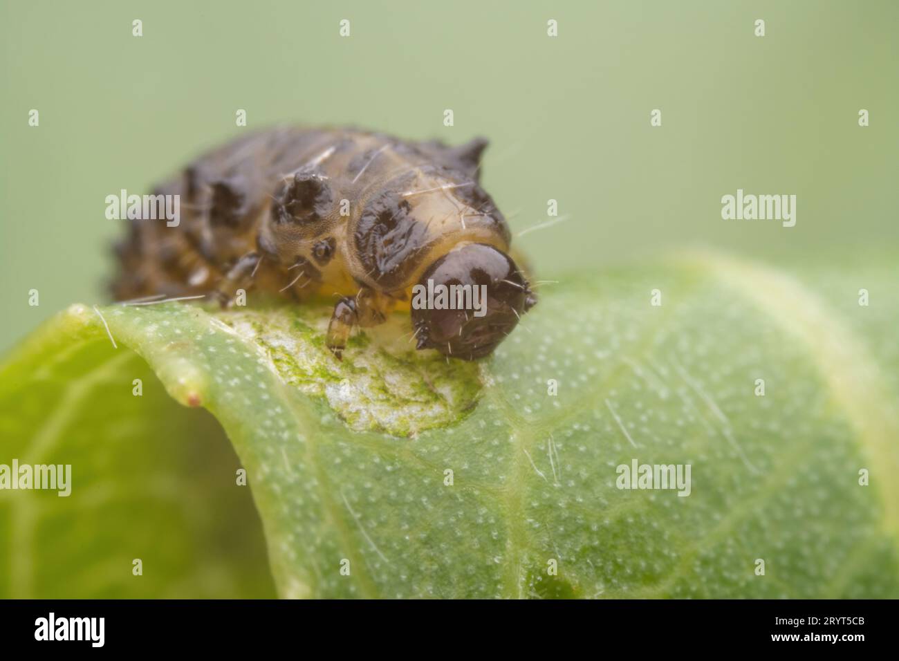 Laicharting hi-res stock photography and images - Alamy