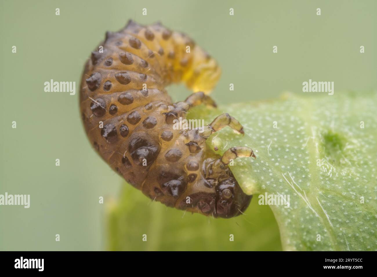 Leaf beetle larvae on willow leaves Stock Photo - Alamy