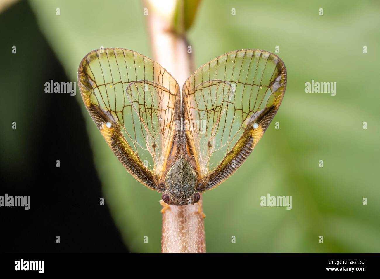 Broad winged wax cicada in the wild state Stock Photo - Alamy