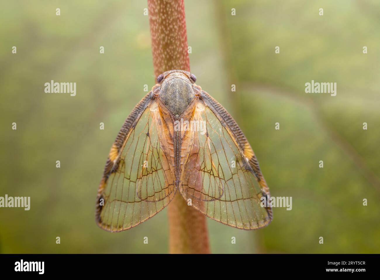 Broad winged wax cicada in the wild state Stock Photo - Alamy
