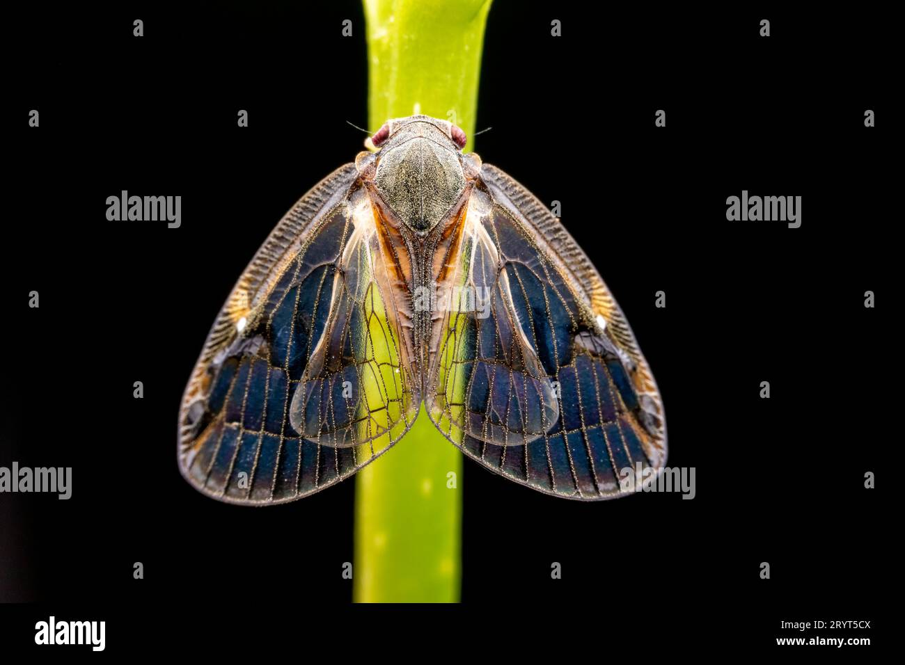 Broad winged wax cicada in the wild state Stock Photo - Alamy