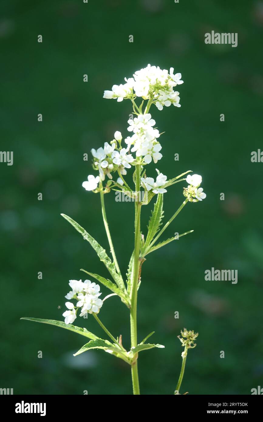 Napea dioica hi-res stock photography and images - Alamy