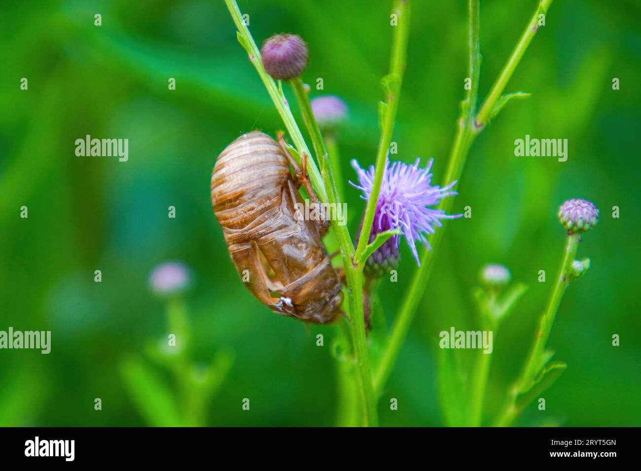 Cicadas shells hi-res stock photography and images - Alamy