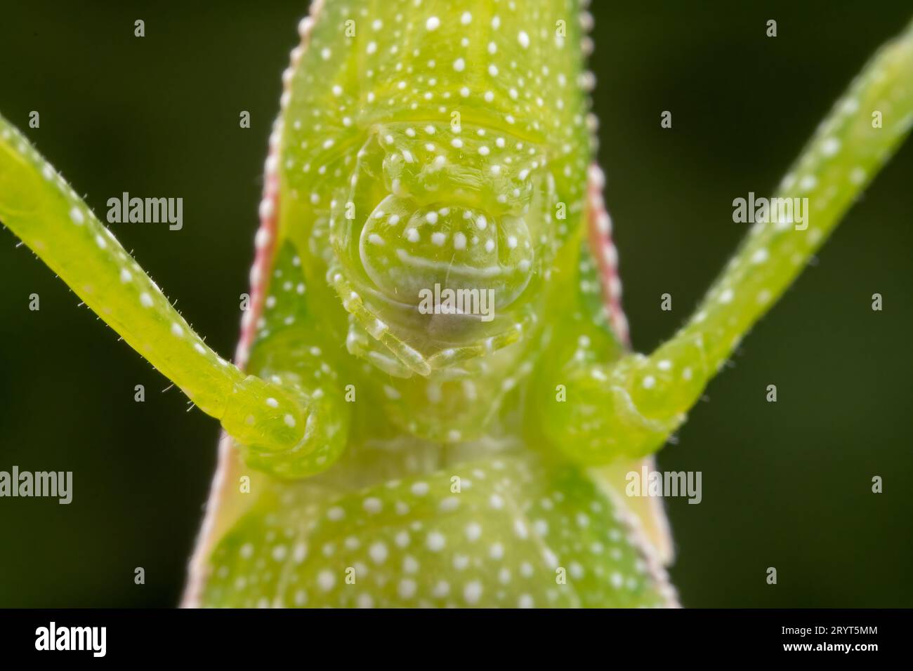 Atractomorpha sinensis bolivar hi-res stock photography and images - Alamy