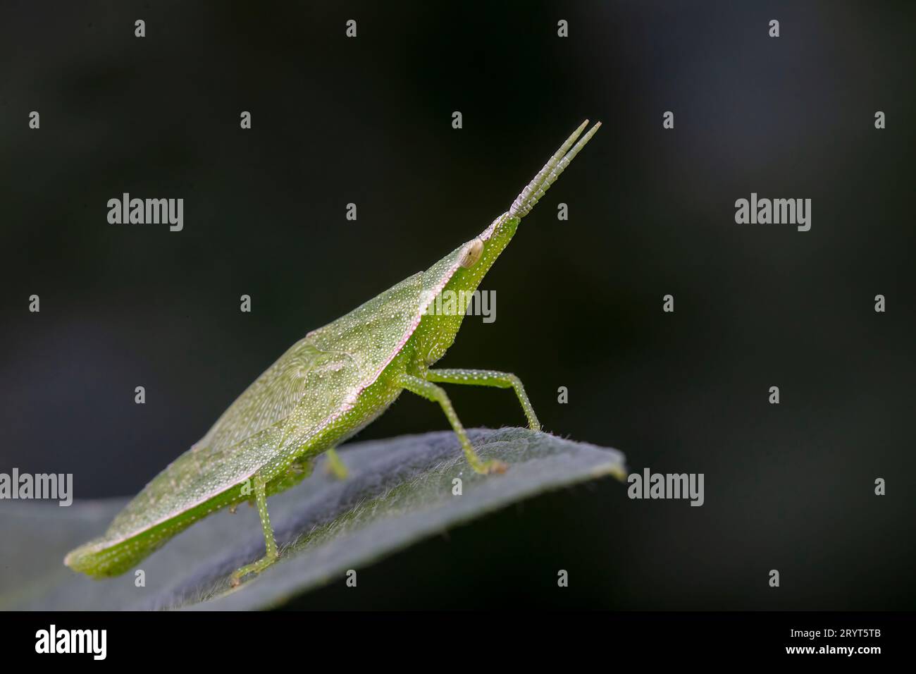 Atractomorpha sinensis bolivar hi-res stock photography and images - Alamy